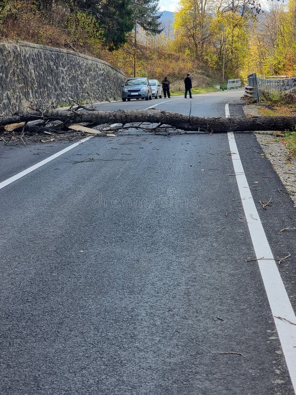 Road Blocked by a Fallen Tree in the Middle of the Forest Stock Photo ...