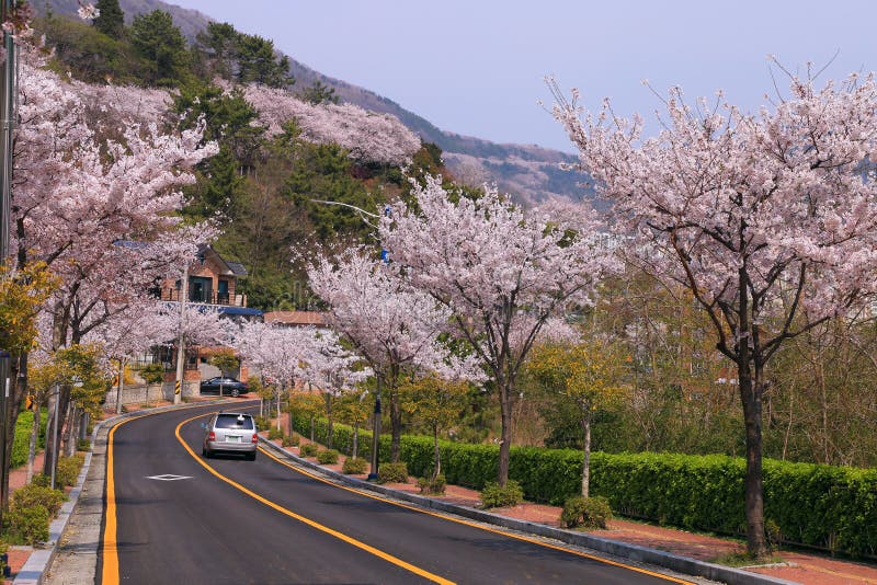 Road with Blooming Cherry Trees in Jinhae, Korea Editorial Stock Photo ...