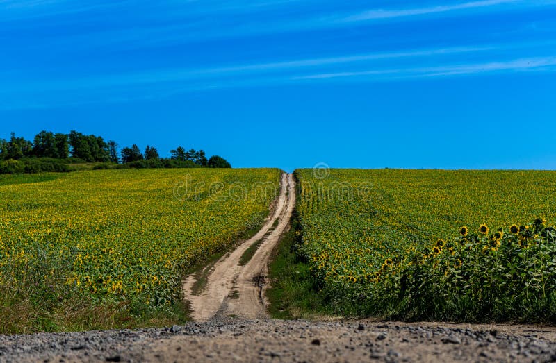 Road in Blooming Sunflowers Field Stock Image - Image of landscape ...