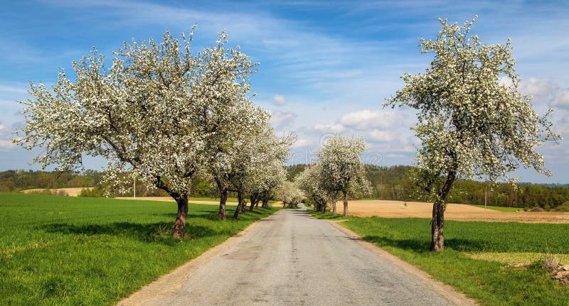 Road and a Blossoming Apple Tree Alley Avenue Stock Photo - Image of ...