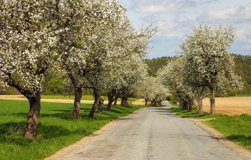 Road and a Blossoming Apple Tree Alley Avenue Stock Photo - Image of ...