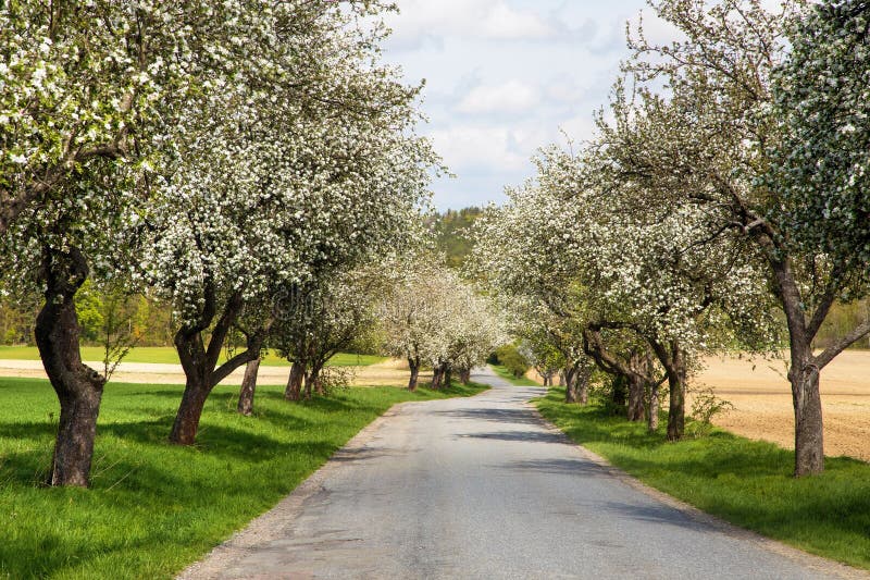 Road and a Blossoming Apple Tree Alley Avenue Stock Photo - Image of ...