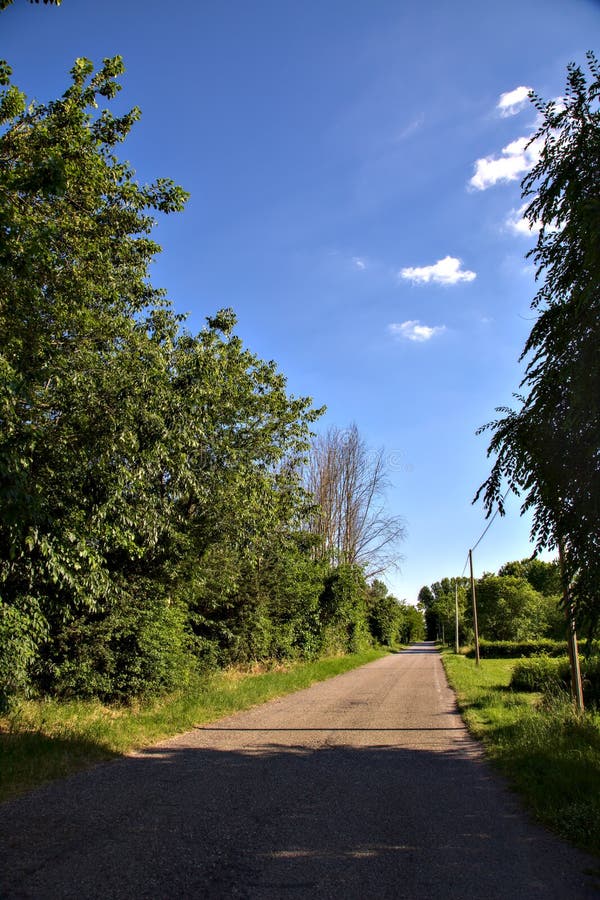Road Bordered by Trees in the Italian Countryside at Sunset Stock Photo ...