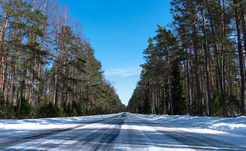 Road in Branch Forest with Tree with Green Needles Stock Image - Image ...