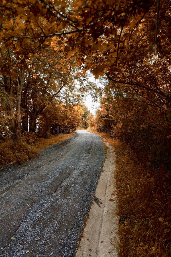 Road with Brown Trees in Autumn in the Nature Stock Image - Image of ...