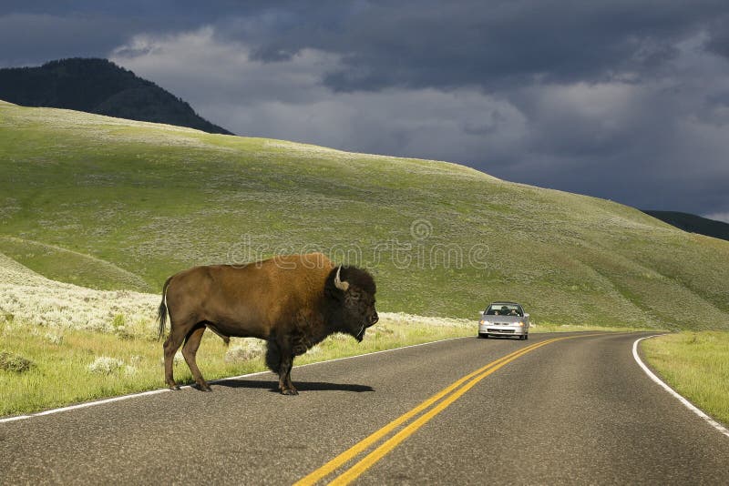 Road Buffalo stock photo. Image of vacation, stone, american - 15556312