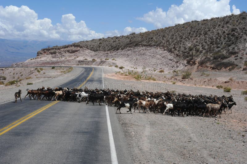 Road on CalchaquÃ­es Valley Near Salta Stock Image - Image of andes ...