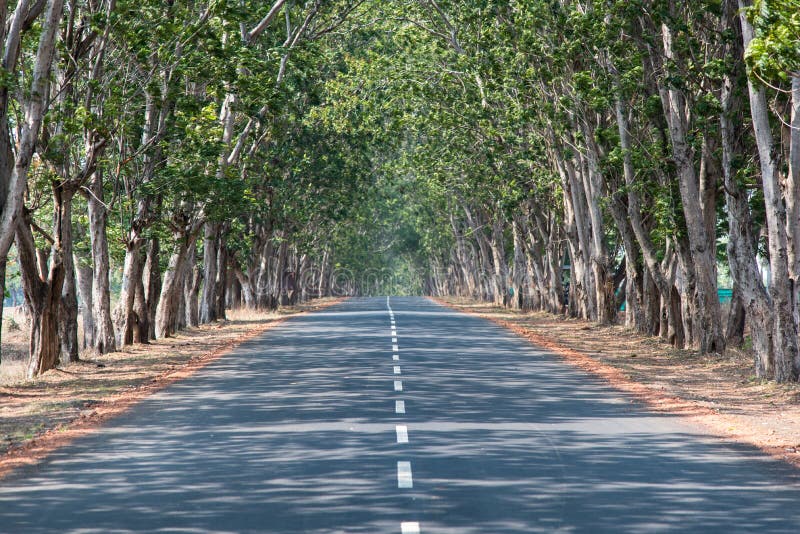 A Road through the Canopy of Trees. Stock Photo - Image of material ...
