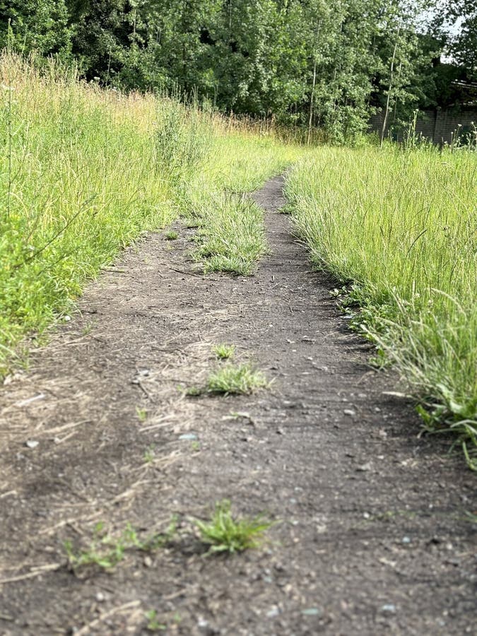 The Road of Change. a Path in the Forest. Stock Image - Image of road ...