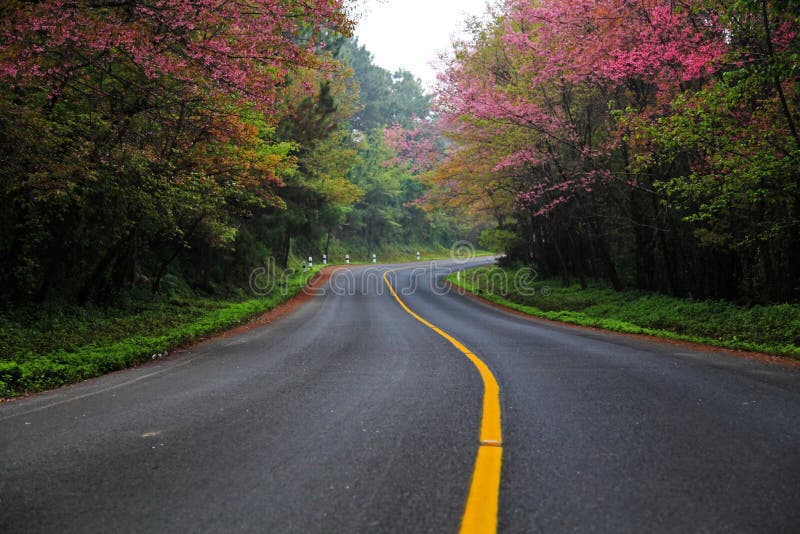 A road with cherry blossom stock photo. Image of country - 22767830
