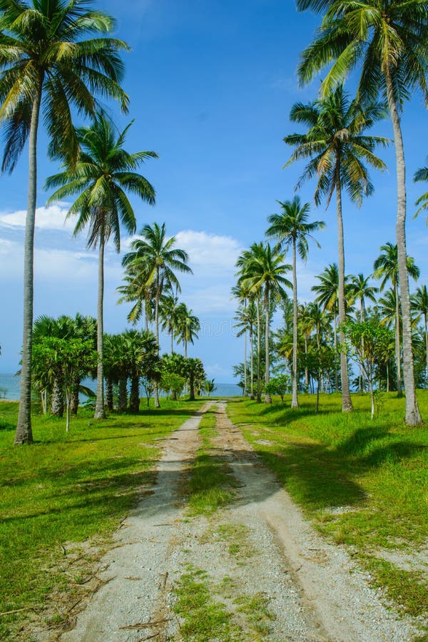Coconut Tree Road stock photo. Image of fruit, road, tall - 3564180