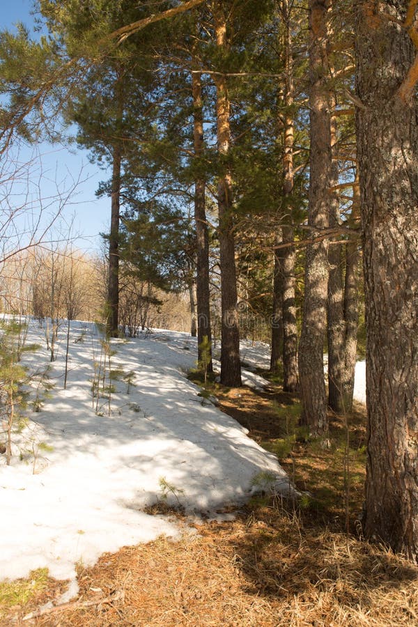 The Road through the Coniferous Forest in Spring, Siberia Stock Image ...
