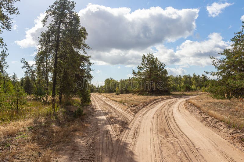 A Road in a Coniferous Forest on a Sunny Day. Ukraine Stock Image ... A Road in a Coniferous Forest on a Sunny Day. Ukraine Stock Image ...