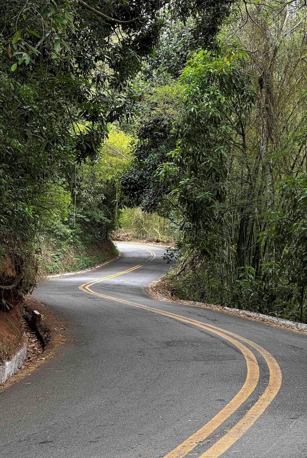 Road stock photo. Image of lush, path, deserted, dense - 376472542