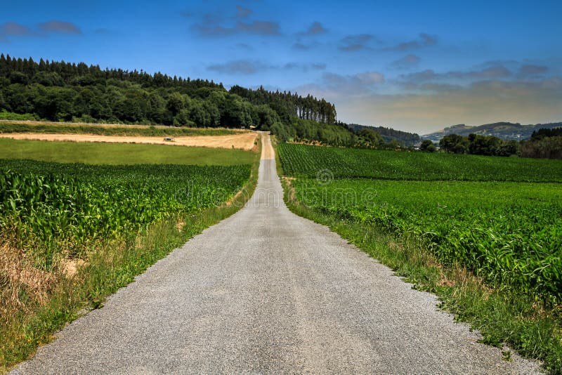 Road through Corn Cultivation Stock Photo - Image of forest, nature ...