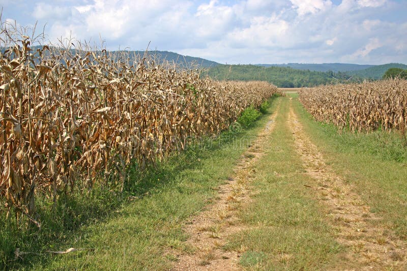 Road in the Corn stock image. Image of maize, ripe, stalk - 33796677