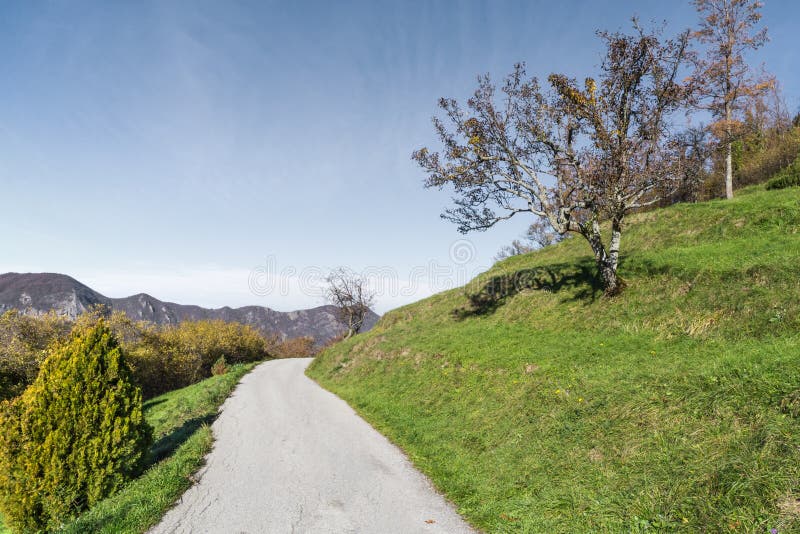 Road in the countryside stock photo. Image of tree, crop - 27699676