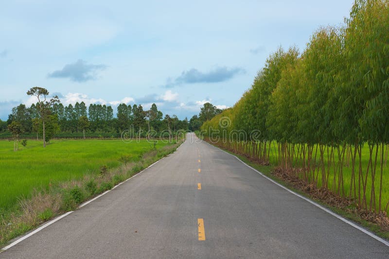 Road in Countryside and Row of Trees in Summer for Background Stock ...