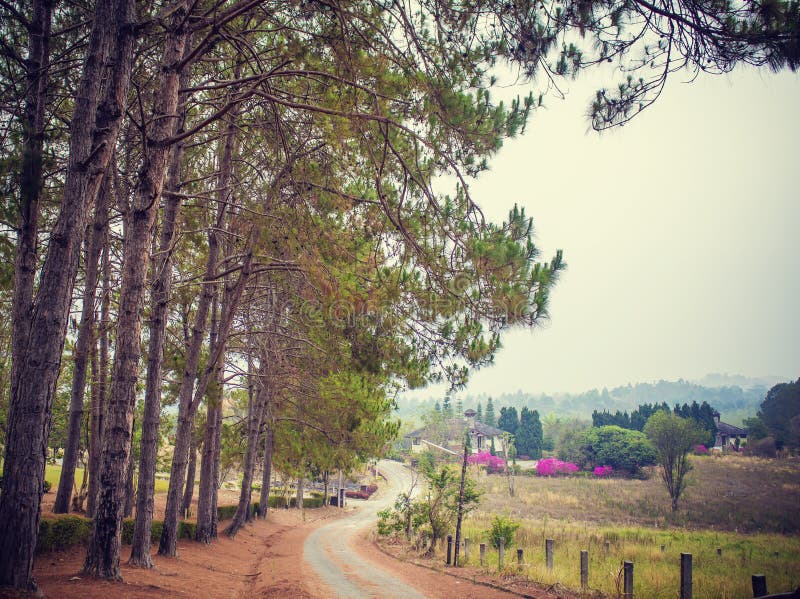 Road in the countryside stock photo. Image of countryside - 71109578