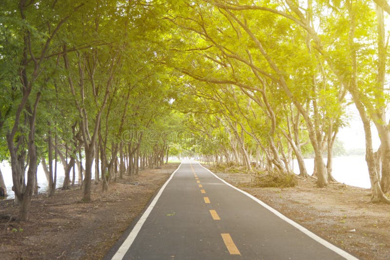 Road cover with tree stock photo. Image of peaceful, love - 93744938