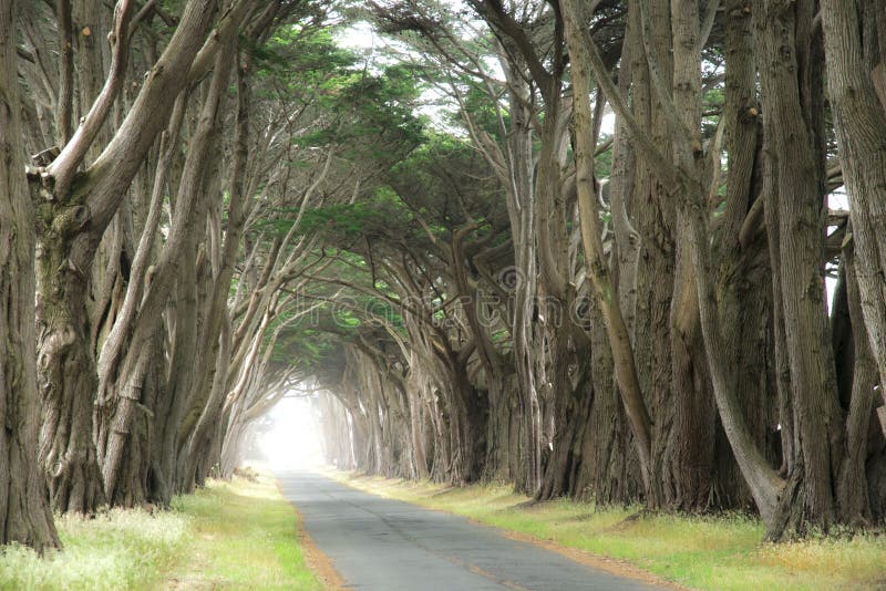 Road Covered by a Canopy of Trees. Stock Photo - Image of california ...