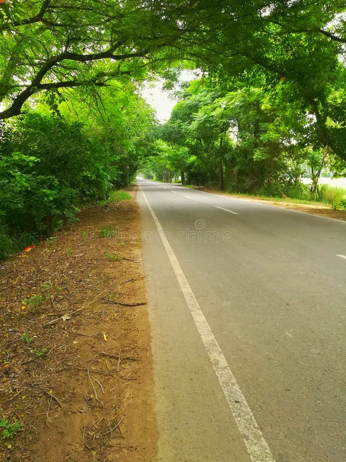Road Covered with Green Trees. Stock Photo - Image of autumn, lane ...