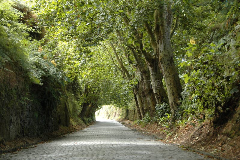 Road Covered by Lush Green Trees Stock Photo - Image of green, sunny ...