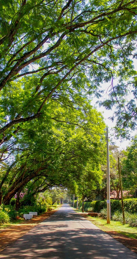 Covered green path stock photo. Image of highway, green - 140165496