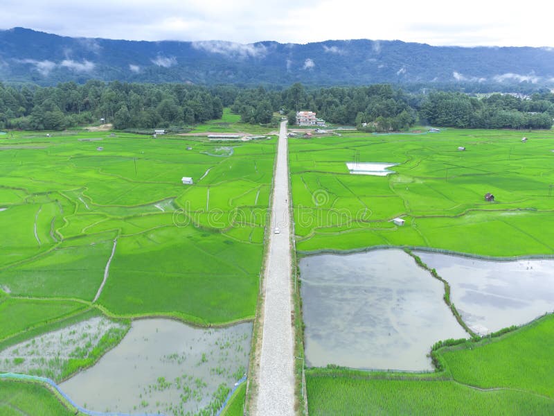 Road is Crossing Two Paddy Field. Stock Photo - Image of field, paddy ...