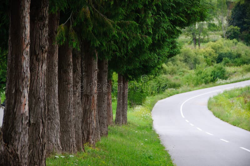 Road Curving Past Trees stock image. Image of trip, pines - 22946481
