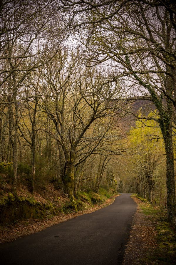 A Road through a Dark Forest Stock Photo - Image of road, shadow: 110386482