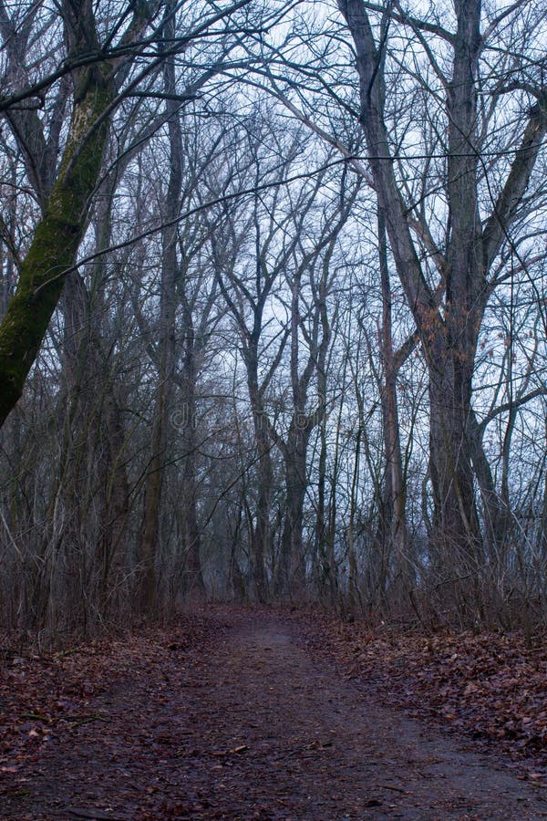 Vintage Forest Photography