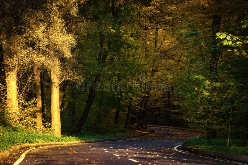 Road through Dark Night Forest in Autumn Stock Photo - Image of autumn ...