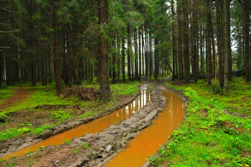 Road with Dirt and Large Pools in the Forest Stock Image - Image of ...