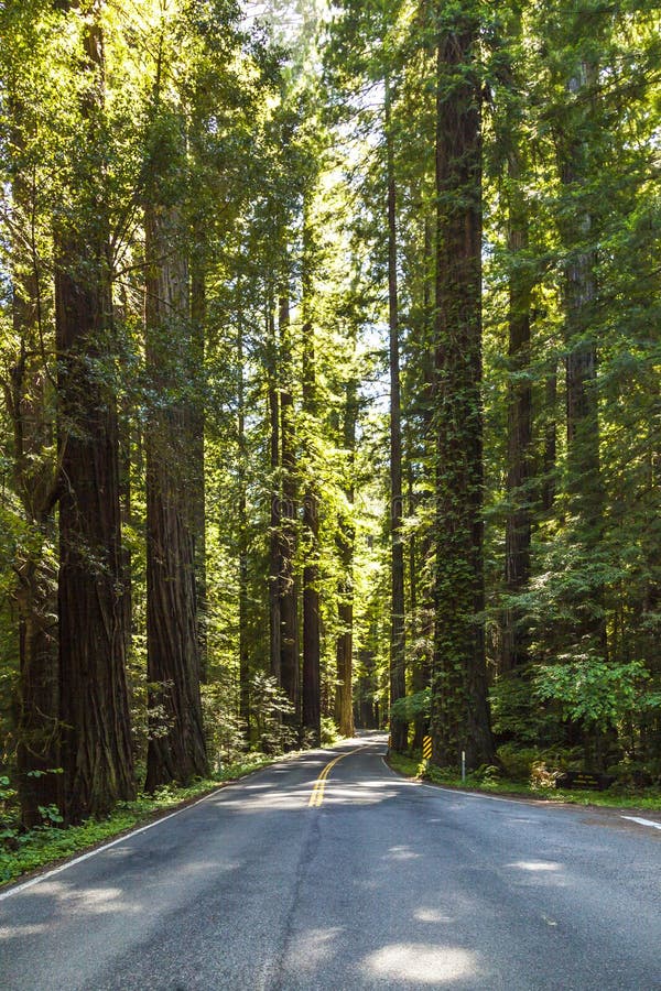 Road through the Dense Forest with Redwood Trees Stock Photo - Image of ...