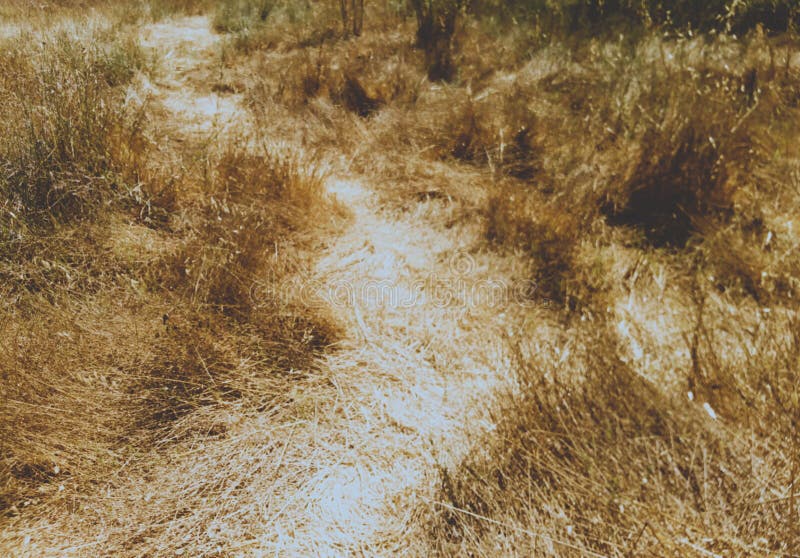 Pathway on dry area stock photo. Image of area, vegetation - 248668850