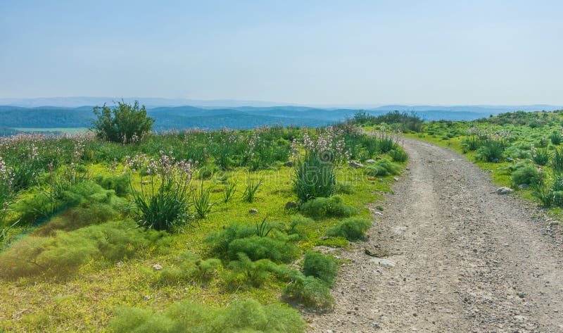 Road into the Distance on the Field Stock Image - Image of forest ...