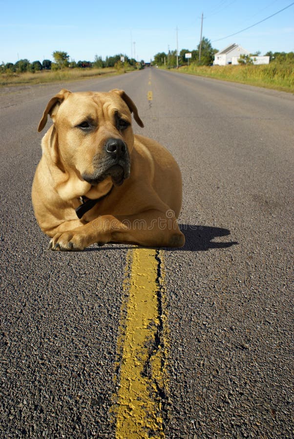 Road Dog stock image. Image of resting, animal, concept - 6960545