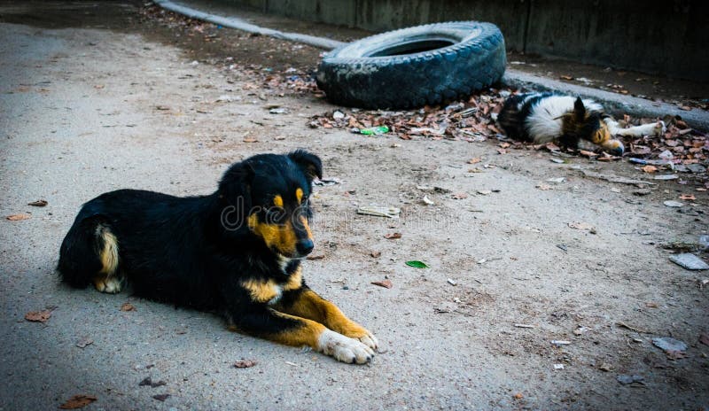 Road dogs stock photo. Image of joke, abandoned, lonesome - 87889542