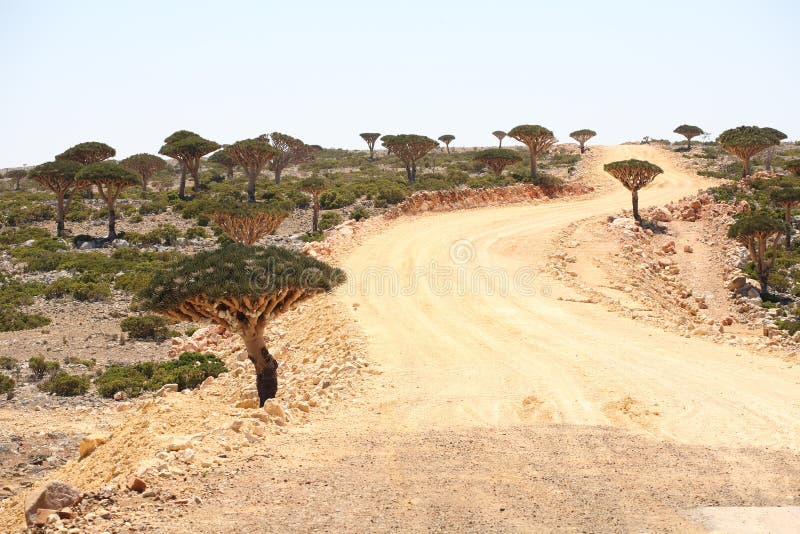 The Road Through The Dragon Tree Forest Stock Photo - Image of ...