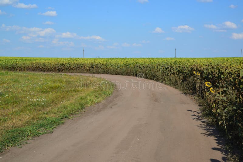 Road on Edge of a Field with Blooming Sunflower Stock Image - Image of ...