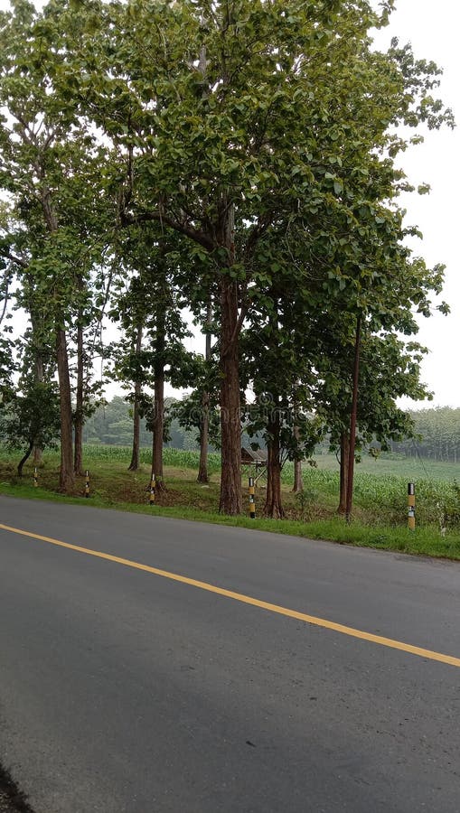 A Road on the Edge of the Forest that Has a Very Beautiful View Stock ...