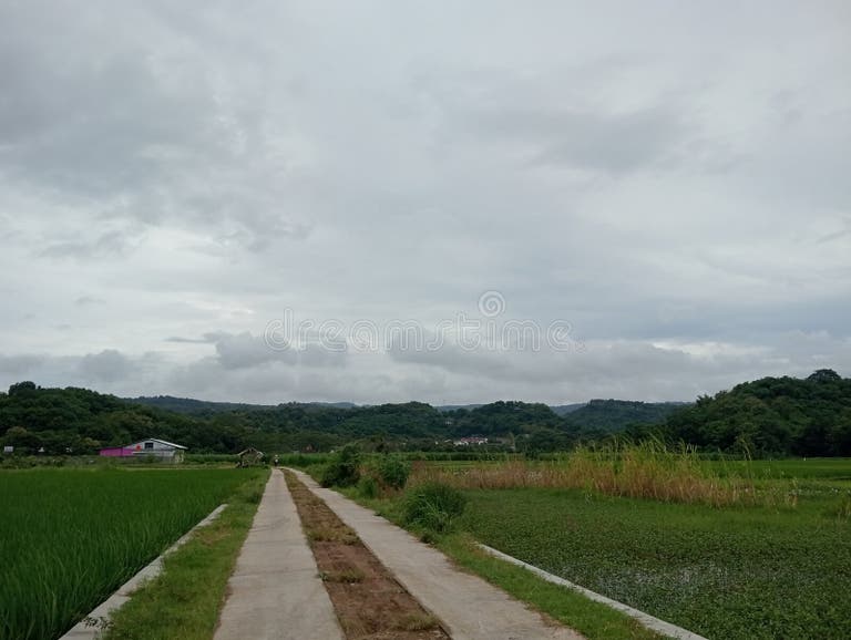 A Road on the Edge of the Rice Fields Stock Photo - Image of road ...