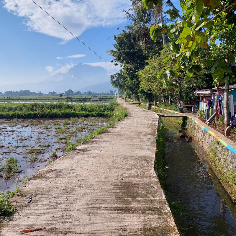 Road on the Edge of the Rice Fields and Irrigation Stock Image - Image ...