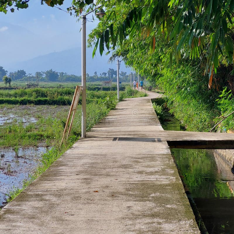 Road on the Edge of the Rice Fields and Irrigation Stock Image - Image ...