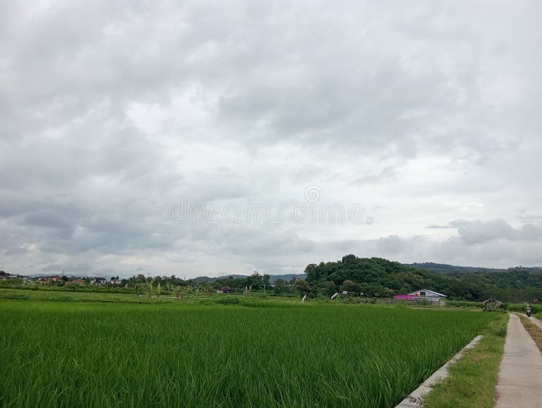A Road on the Edge of the Rice Fields Stock Photo - Image of plain ...