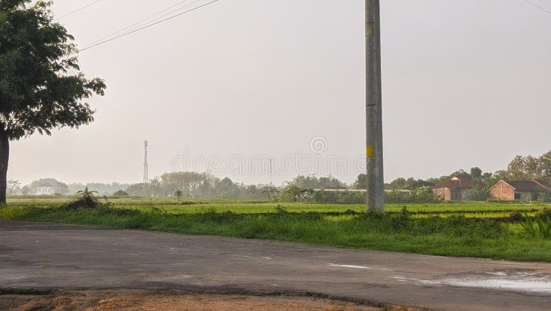 Road on the Edge of the Rice Fields Stock Photo - Image of trees, house ...