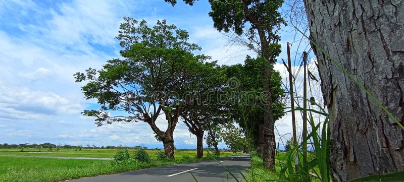 Road on the Edge of the Village Stock Image - Image of nature, plant ...