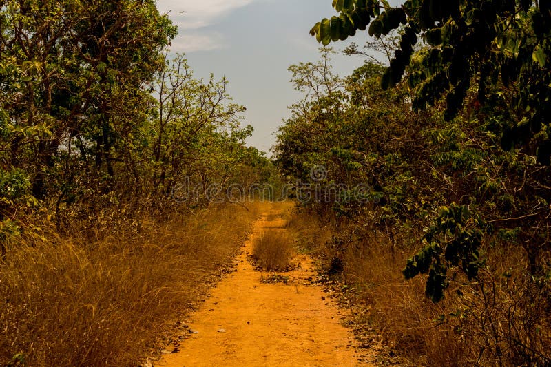 Road of Empty Land without Humans with Very Dry Vegetation Around Stock ...