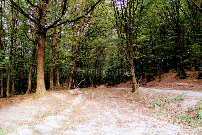 Road Entering a Deciduous Forest Stock Image - Image of environment ...